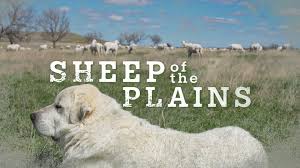 New Documentary - SHEEP OF THE PLAINS – Davison Art Company
